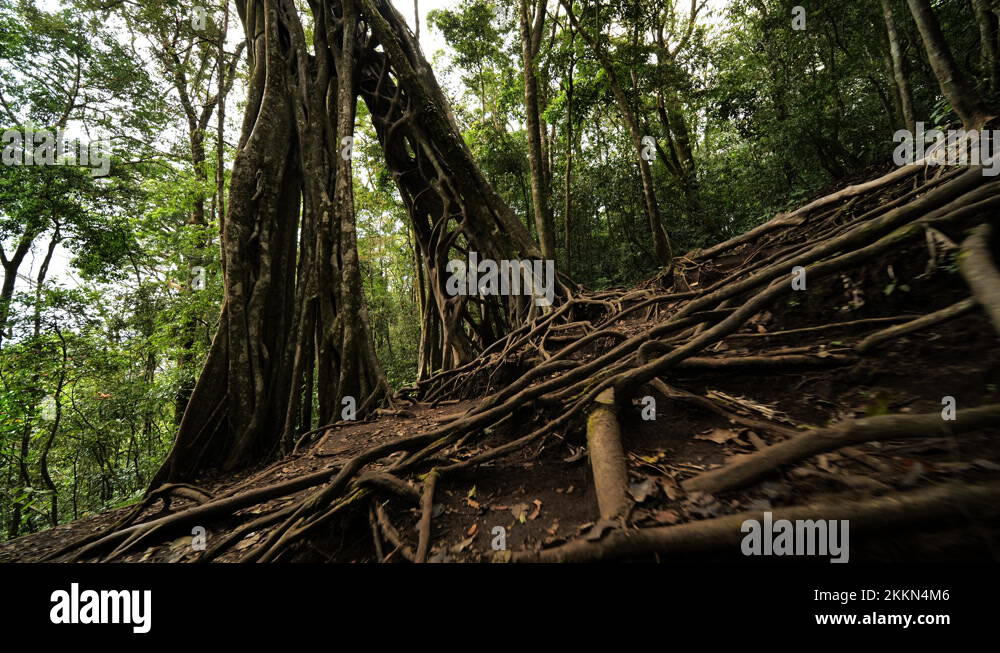 Ficus trees Stock Videos & Footage - HD and 4K Video Clips - Alamy