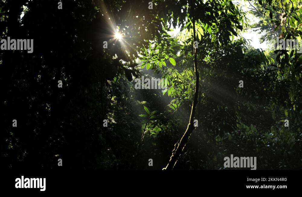 rays of light shining in the jungle Costa Rica magical morning nature ...