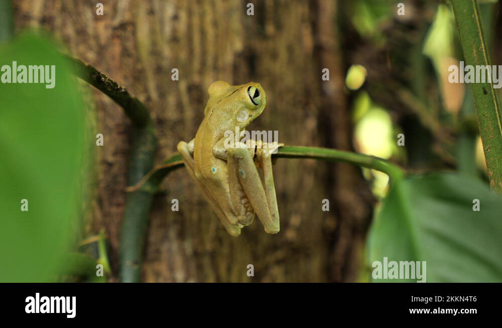 Hanging frog green tree frog Stock Videos & Footage - HD and 4K Video ...
