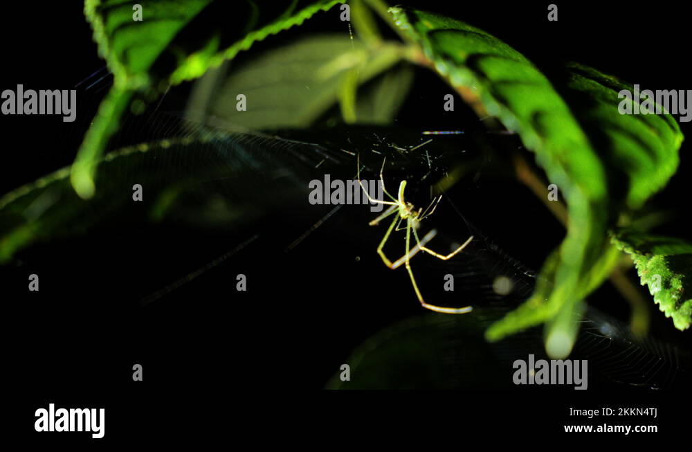 Spider web under leaf Stock Videos & Footage - HD and 4K Video Clips ...