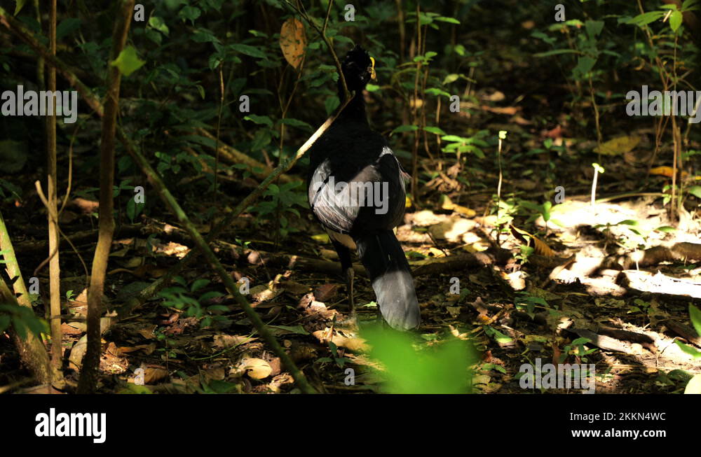 Costa rica big bird Stock Videos & Footage - HD and 4K Video Clips - Alamy