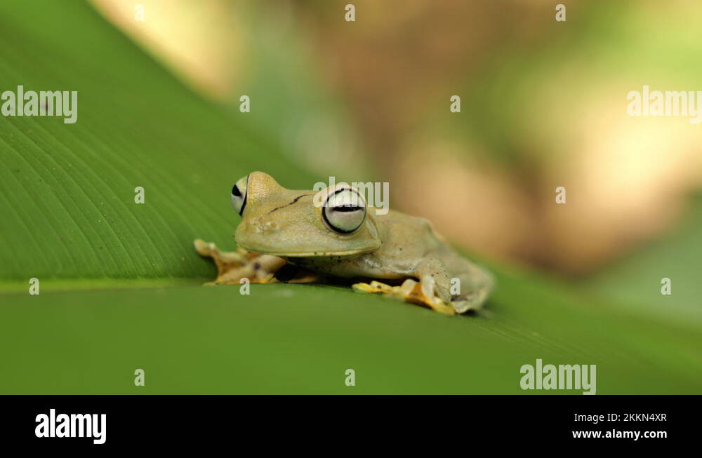 Amphibian pupil Stock Videos & Footage - HD and 4K Video Clips - Alamy