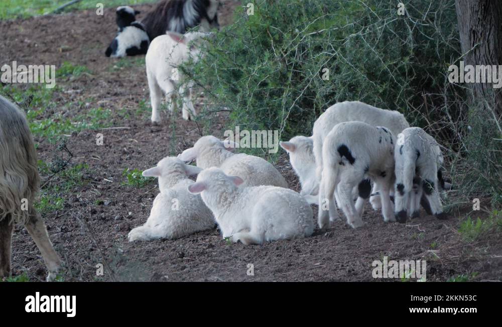 Sheep laying down under shade Stock Videos & Footage - HD and 4K Video ...