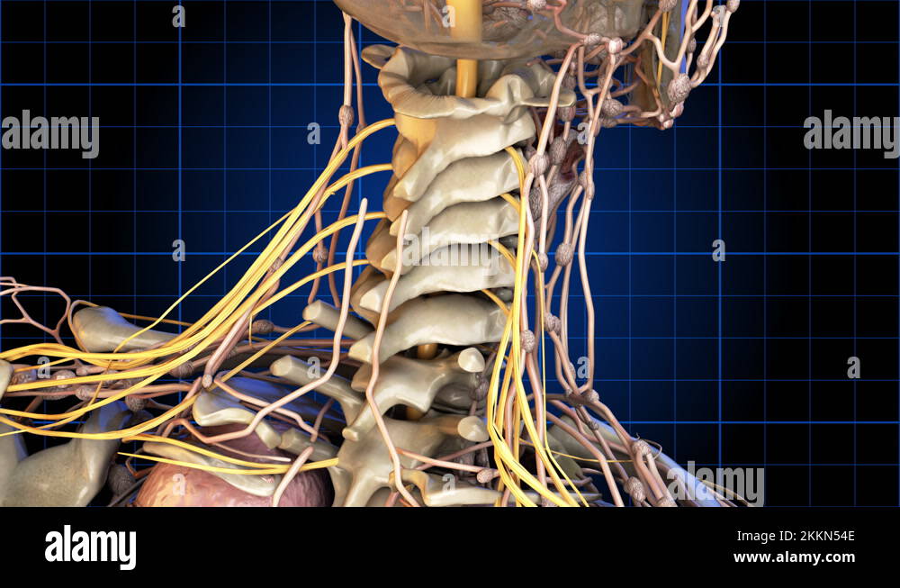 Anatomy of the neck Stock Videos & Footage - HD and 4K Video Clips - Alamy