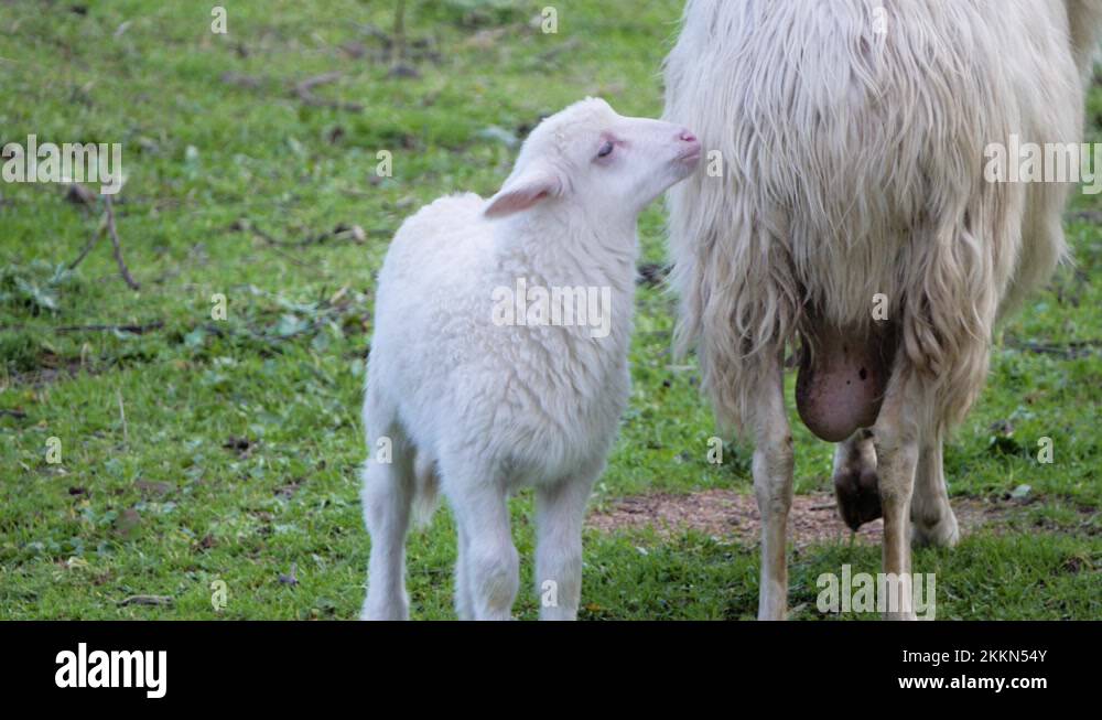 White face and legs sheep Stock Videos & Footage - HD and 4K Video ...