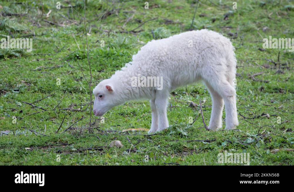 Fuzzy lamb Stock Videos & Footage - HD and 4K Video Clips - Alamy