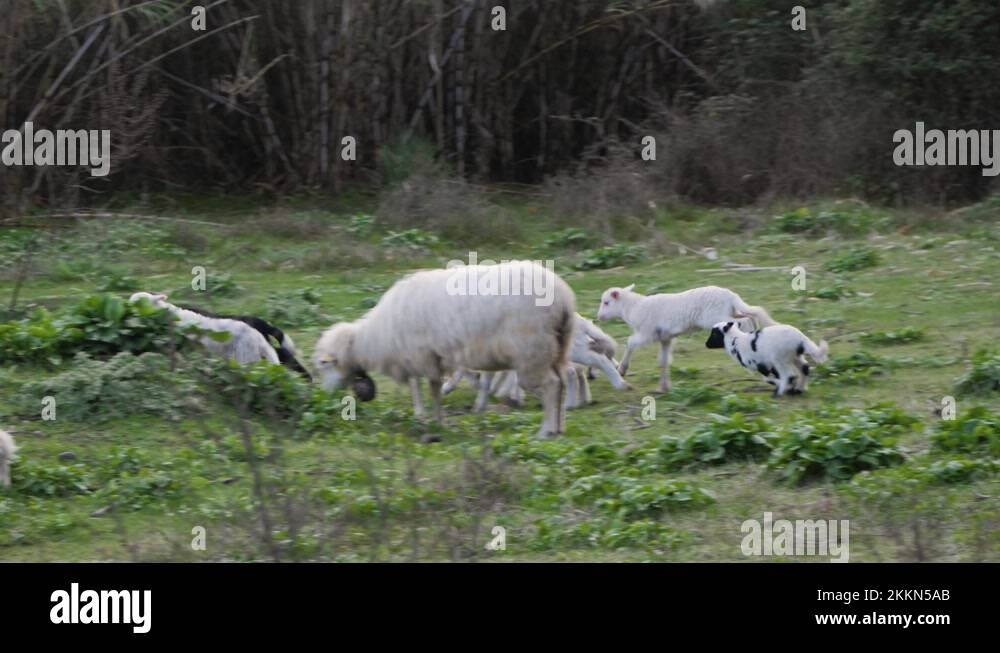 Happy jumping sheep Stock Videos & Footage - HD and 4K Video Clips - Alamy
