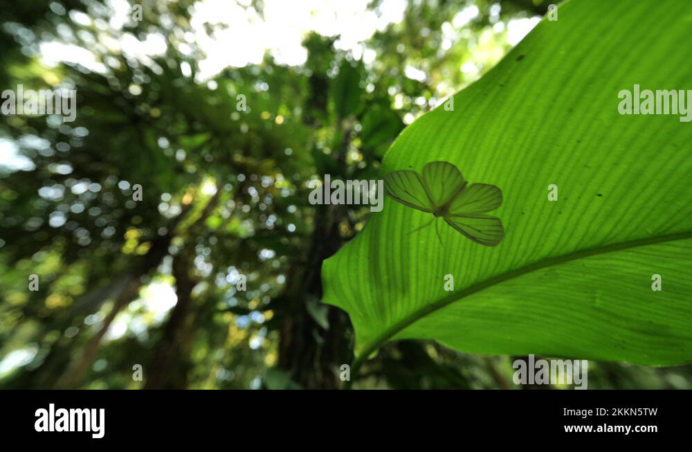 Wildlife physiology Stock Videos & Footage - HD and 4K Video Clips - Alamy