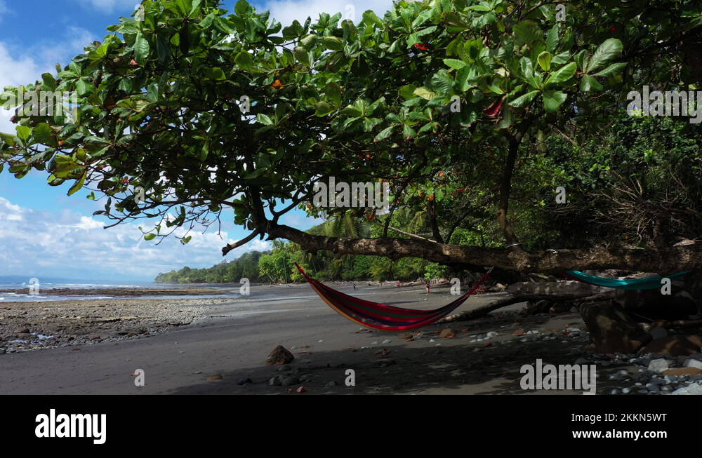 hammock on a coconut tree paradise beach with palm trees punta banco ...