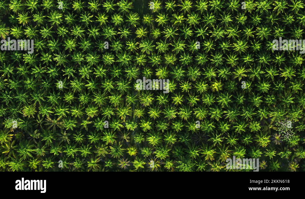 Oil palm industrial plantation Stock Videos & Footage - HD and 4K Video Clips - Alamy