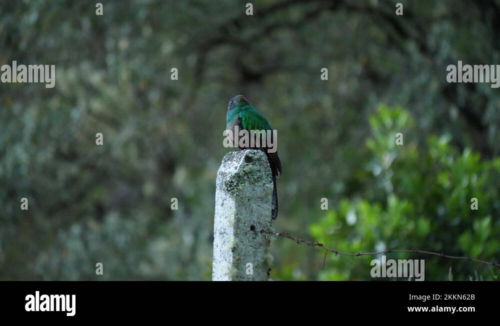 female Resplendent quetzal Pharomachrus mocinno colorful plumage taking ...