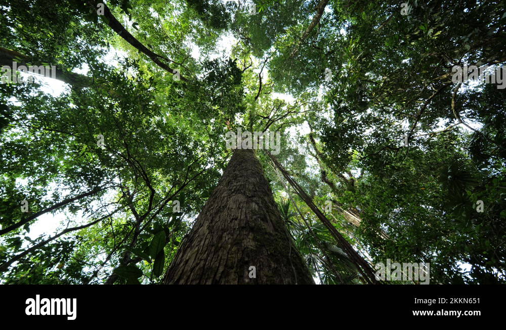 Tree fern costa rica rainforest Stock Videos & Footage - HD and 4K ...