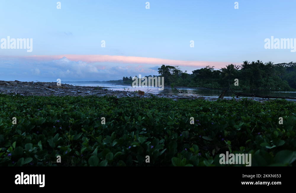 wetlands vegetation river mouth Costa Rica Corcovado National Park ...