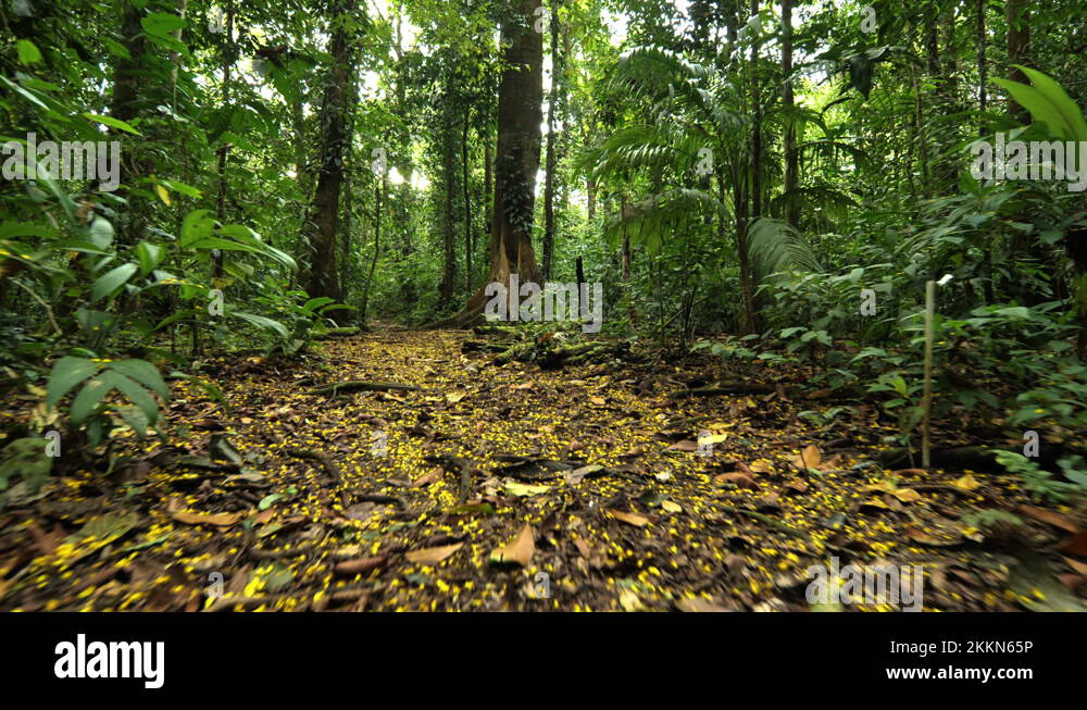 Jungle path and flowers Stock Videos & Footage - HD and 4K Video Clips ...