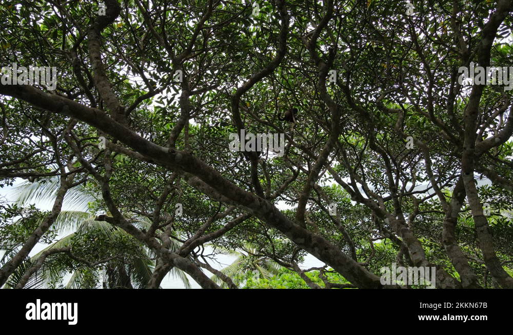 Inside canopy view of a giant tree with mantled howler monkeys resting ...