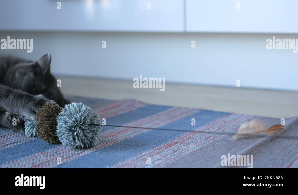 String animal Stock Videos & Footage - HD and 4K Video Clips - Alamy