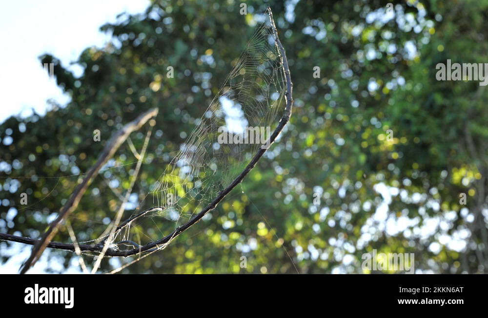 Big spider web in between branches blurry background with trees Costa ...