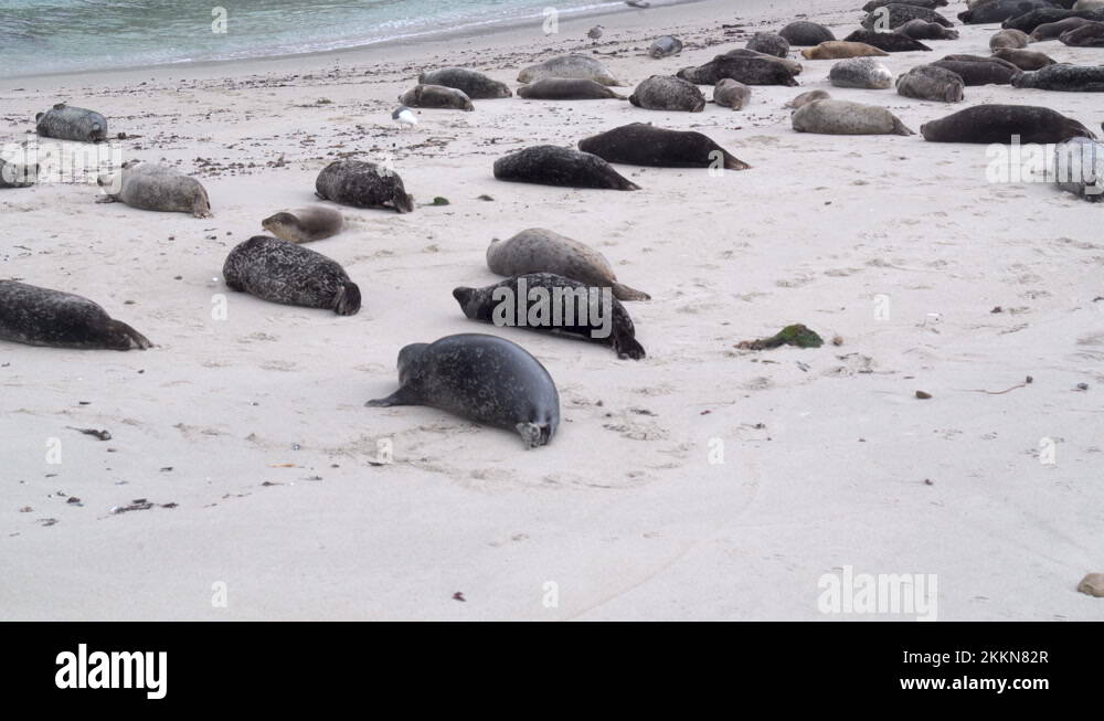 Adorable Seal Flopping around Sandy Beach of other Group of Harbor ...