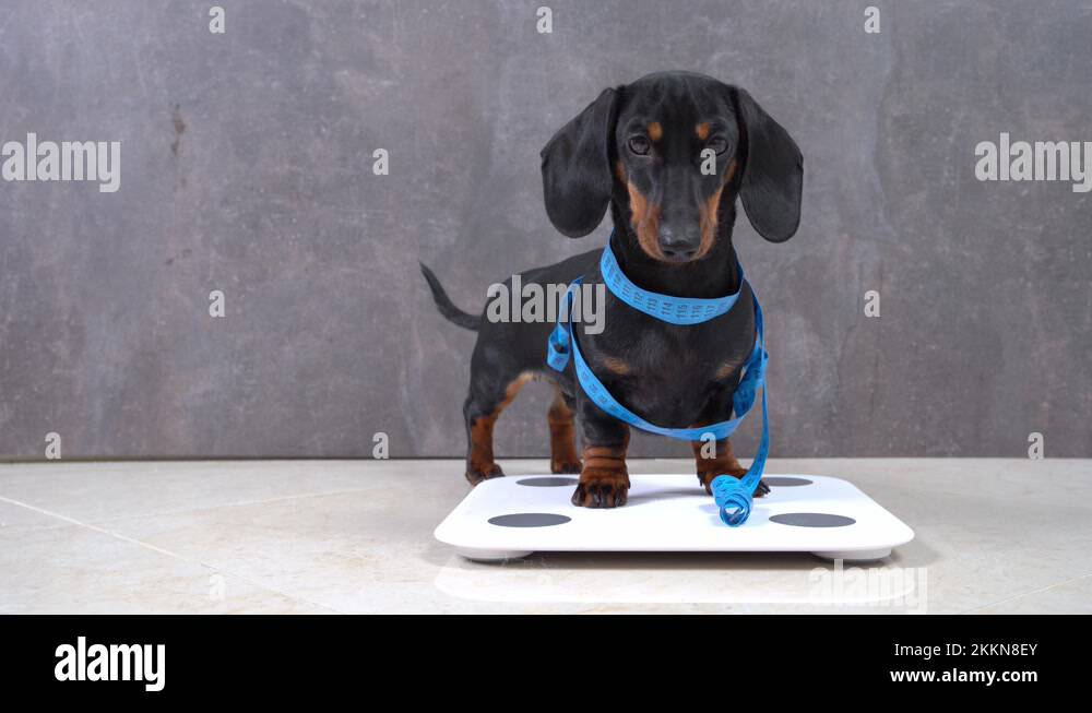 Funny weighing scale Stock Videos & Footage - HD and 4K Video Clips - Alamy