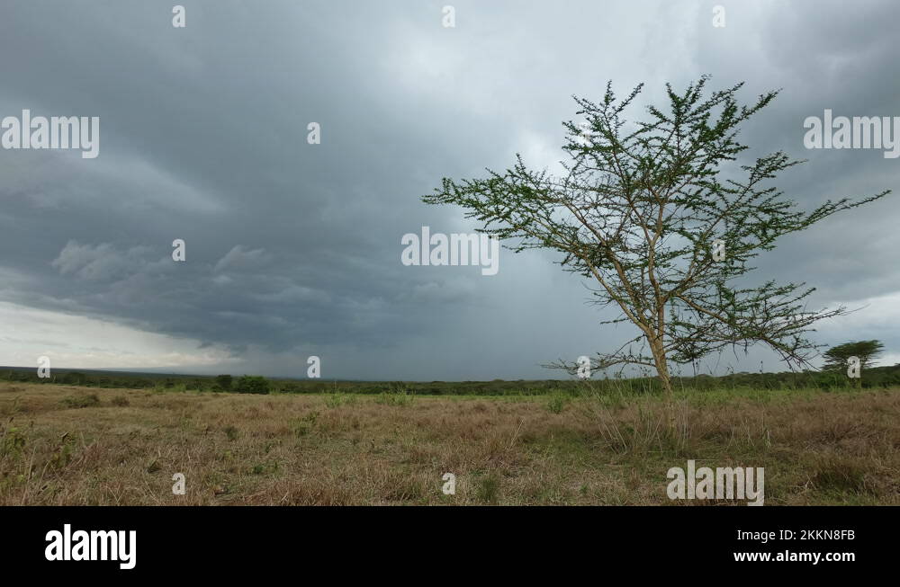 Savannah trekking Stock Videos & Footage - HD and 4K Video Clips - Alamy