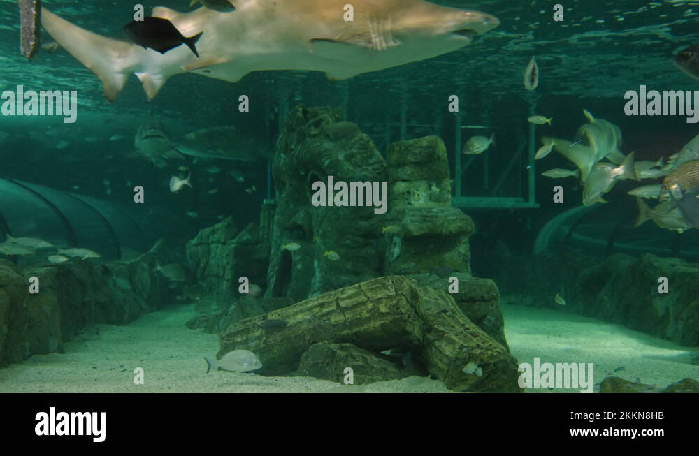 Temperate sea fauna Stock Videos & Footage - HD and 4K Video Clips - Alamy