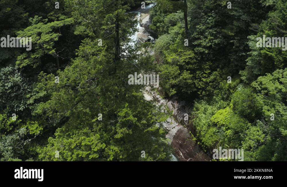 Cedar trees aerial Stock Videos & Footage - HD and 4K Video Clips - Alamy