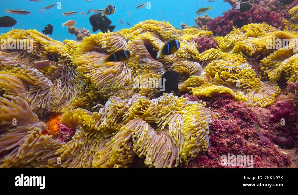 Anemones africa Stock Videos & Footage - HD and 4K Video Clips - Alamy