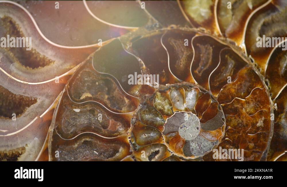 Prehistoric nautilus shell Stock Videos & Footage - HD and 4K Video ...