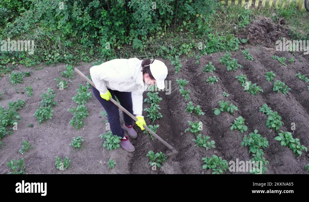 Green plant of potato. Solanum tuberosum. Woman spudding of growing ...