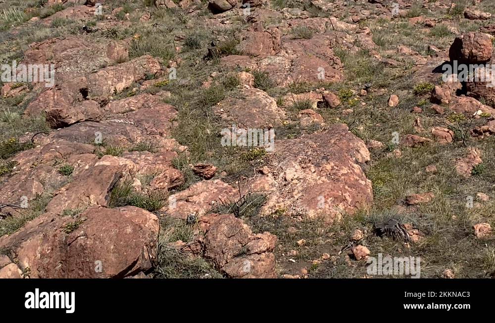 Grass grows on red rock, sparse vegetation of dry climate barren land ...