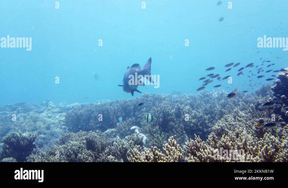 Lip turning Stock Videos & Footage - HD and 4K Video Clips - Alamy