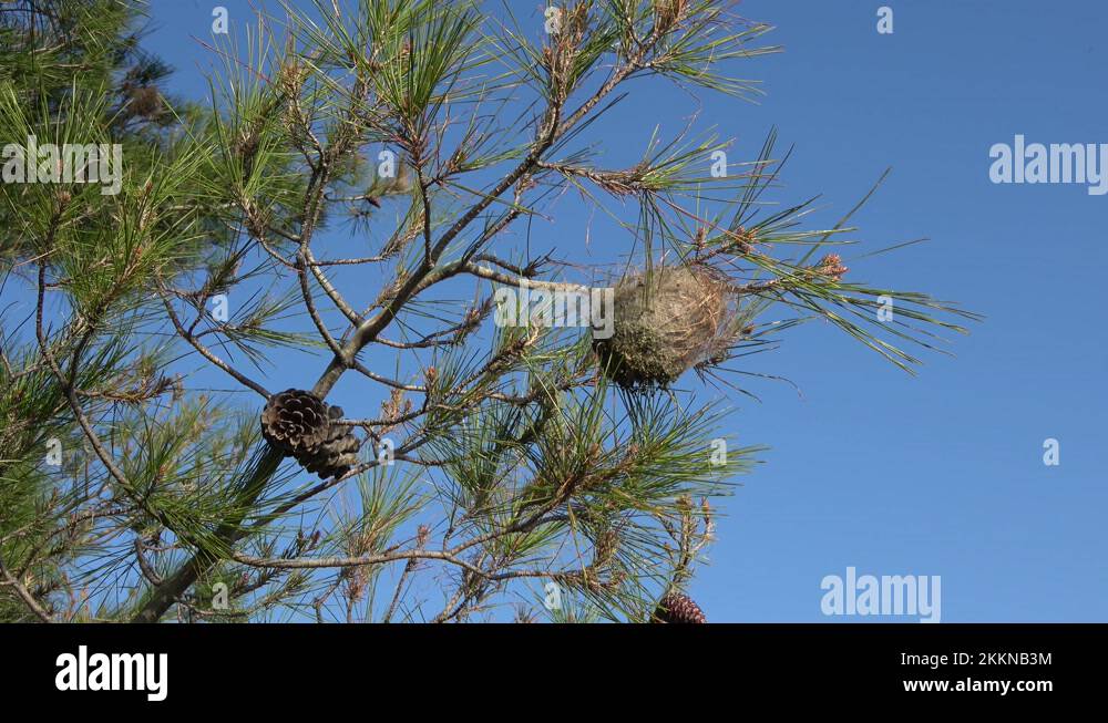 Forest tent caterpillar Stock Videos & Footage - HD and 4K Video Clips ...