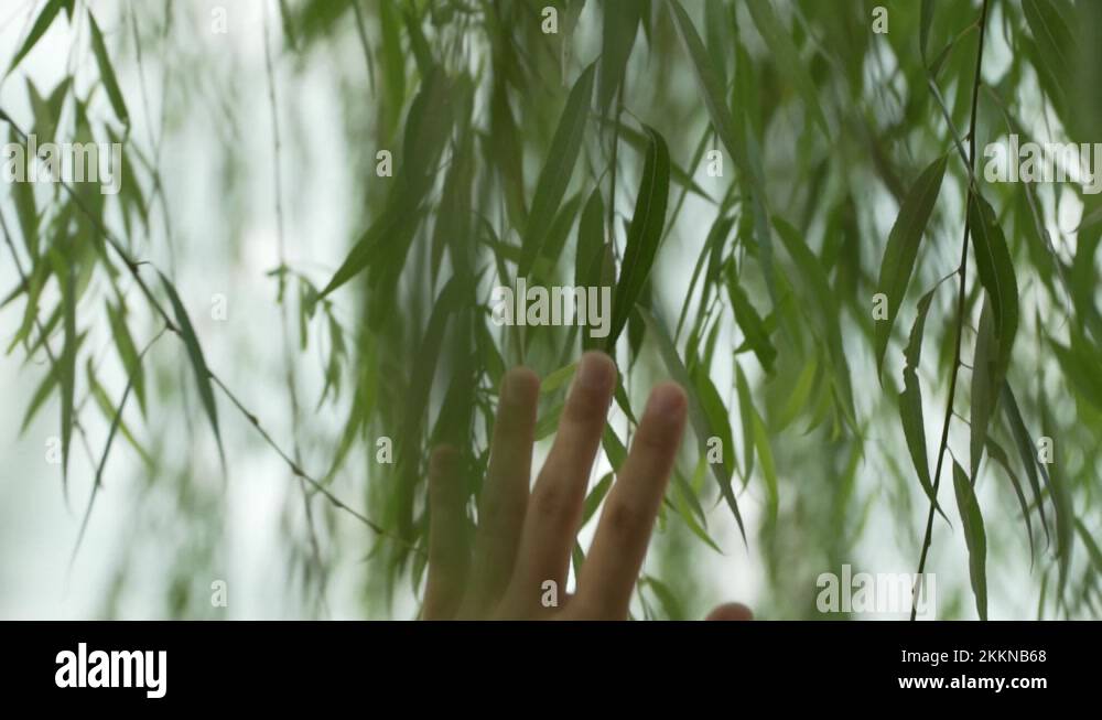 Willow hand Stock Videos & Footage - HD and 4K Video Clips - Alamy