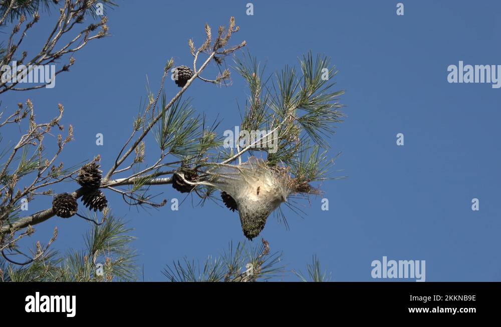 Frass tree Stock Videos & Footage - HD and 4K Video Clips - Alamy