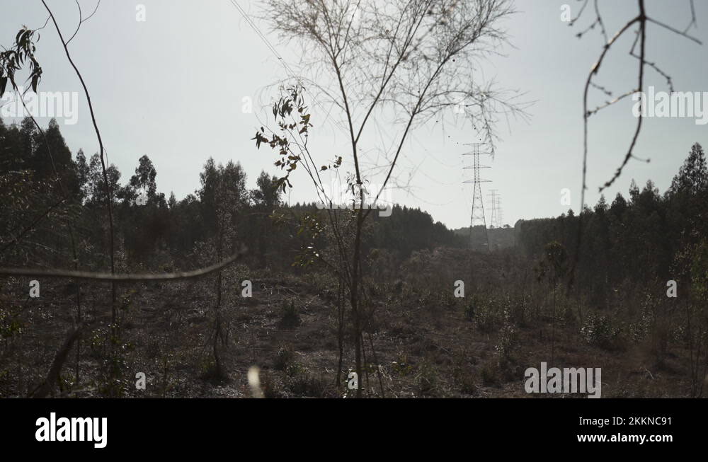 Large forest wasteland cut down for electrical High tension grid - Wide ...