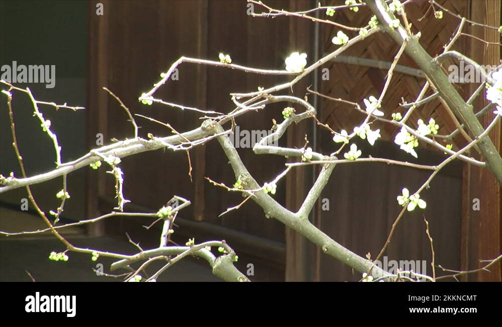 Plume tree branches with blossoms pruned in the Japanese niwaki style ...