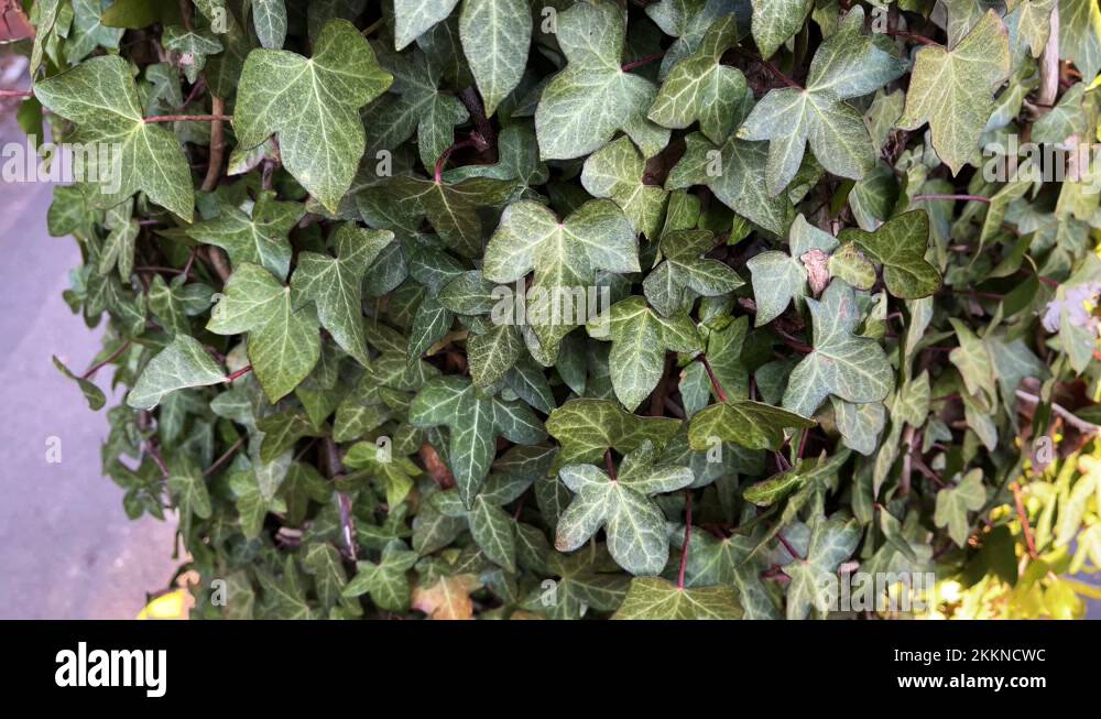 English ivy hedera helix leaf Stock Videos & Footage - HD and 4K Video ...