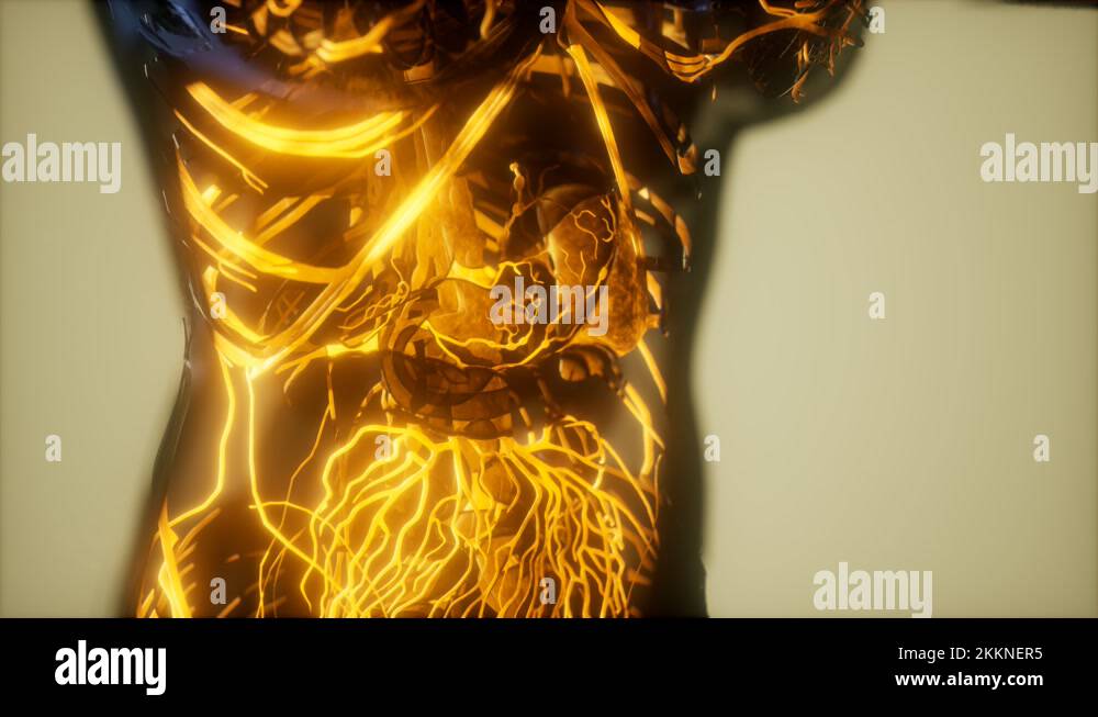 inspection of blood in the blood vessels of the circulatory system ...