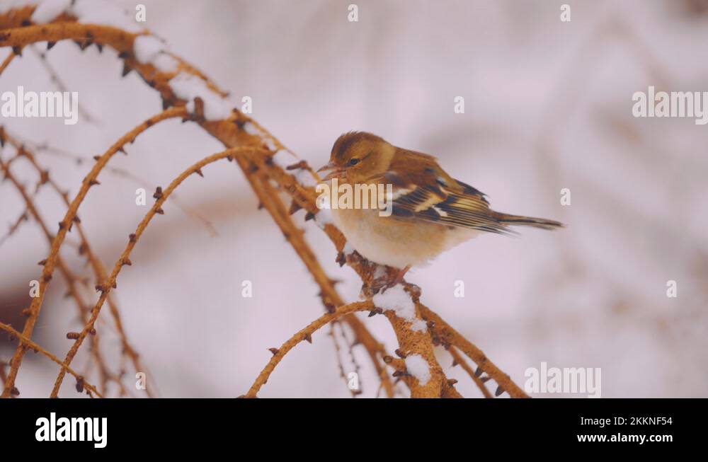Cute small bird chirping from a spiky tree branch and flying off Stock ...