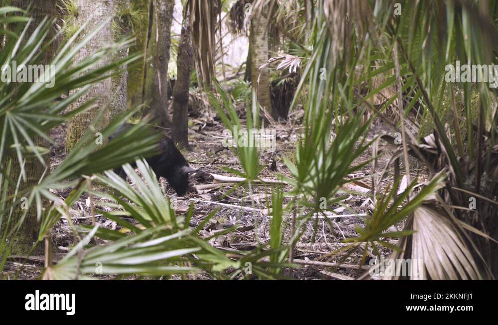 Florida wild hog Stock Videos & Footage - HD and 4K Video Clips - Alamy