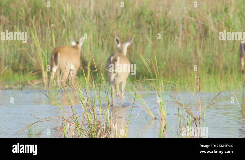 White tailed deer family Stock Videos & Footage - HD and 4K Video Clips ...