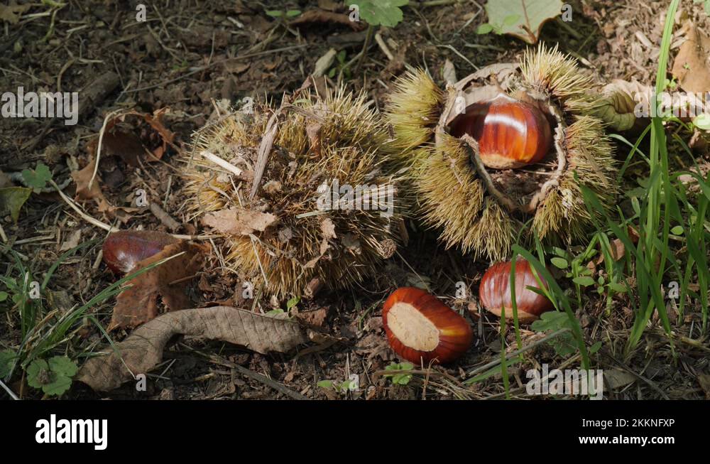 Maroon fruits Stock Videos & Footage - HD and 4K Video Clips - Alamy