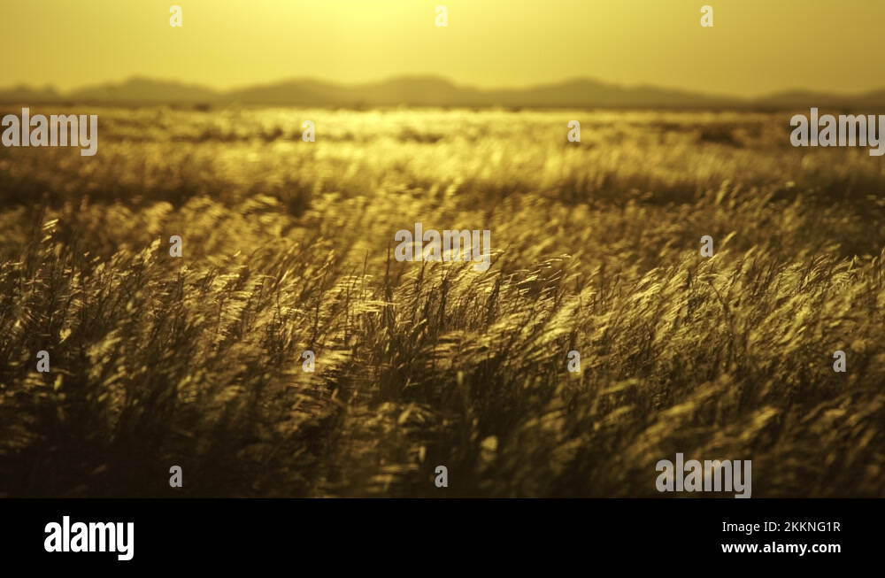 Golden prairie grass Stock Videos & Footage - HD and 4K Video Clips - Alamy