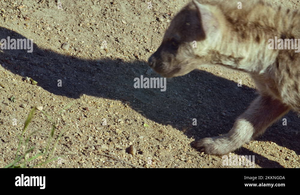Hyena shadow predator Stock Videos & Footage - HD and 4K Video Clips ...