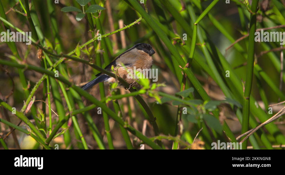 Flying bullfinch Stock Videos & Footage - HD and 4K Video Clips - Alamy