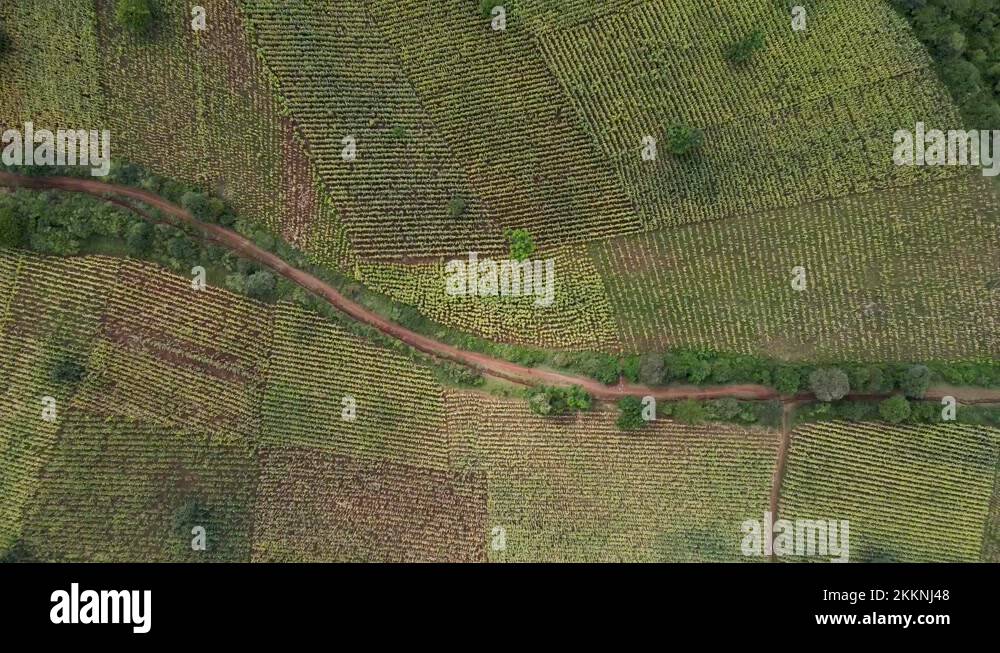 Loitokitok-Kenya-March 2021:-Loitokitok, Kenya. Food production in ...