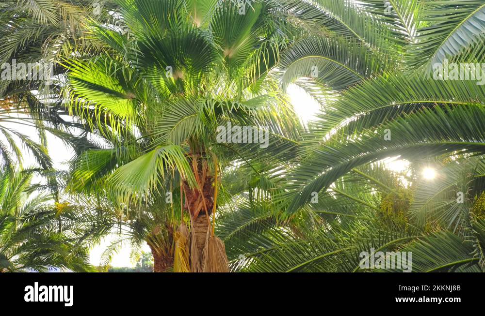 Sunlight through palm trees. Looking up to green palm leaves. Travel ...