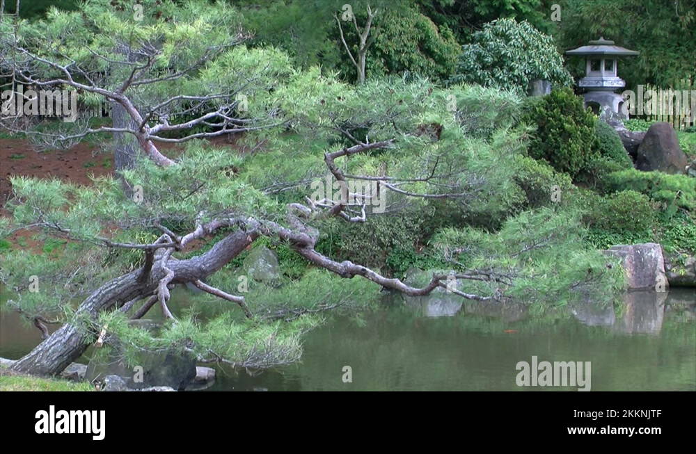 Pine tree trimmed in the traditional Japanese niwaki style with pond ...