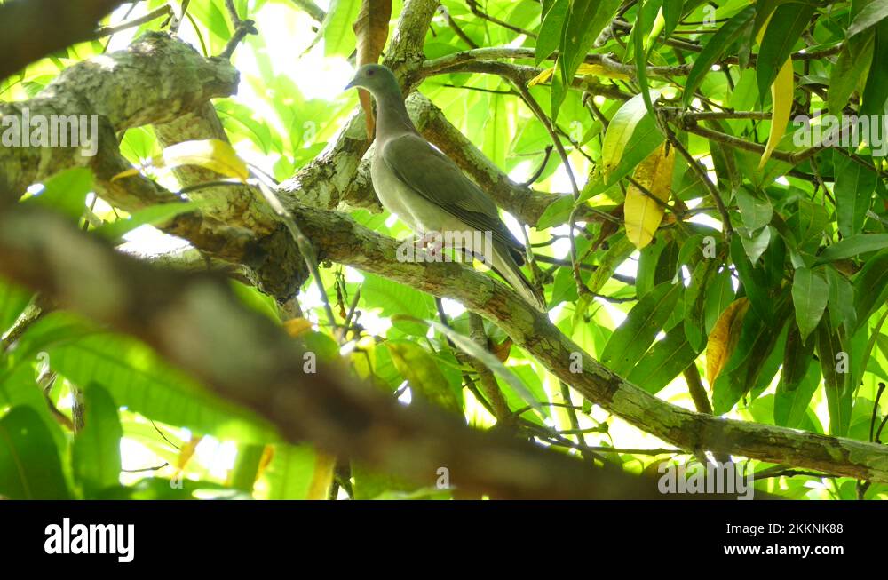 Pretty dove Stock Videos & Footage - HD and 4K Video Clips - Alamy