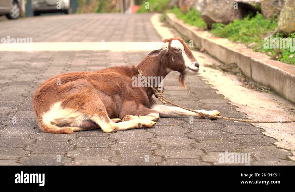 Sitting goat Stock Videos & Footage - HD and 4K Video Clips - Alamy